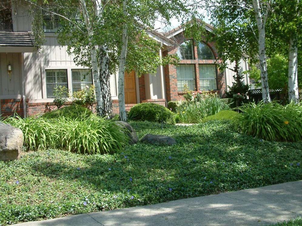Using Vinca In The Landscape