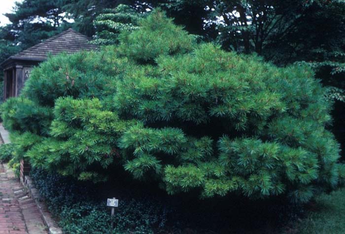 Pinus Strobus Nana Dwarf White Pine